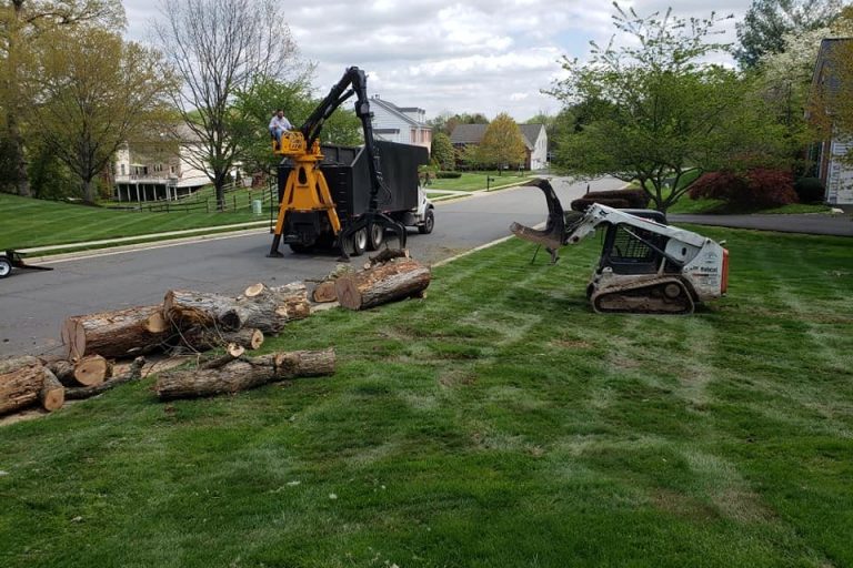 Tree Removals - Burke Tree Services (Call Now)