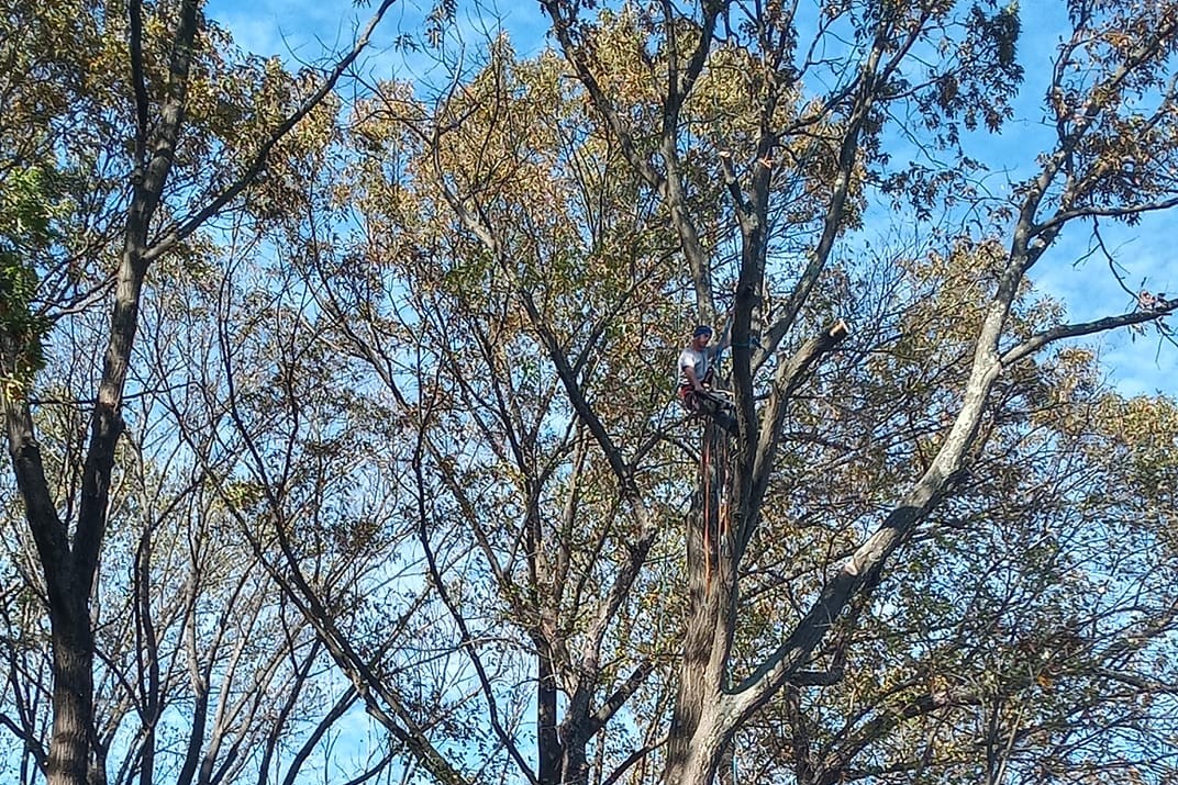 Tree Trimming - Burke Tree Services (Call Now)