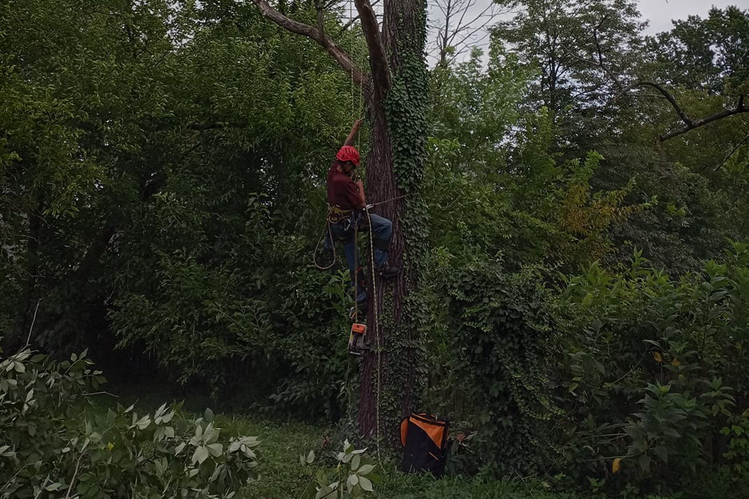 Tree Trimming - Burke Tree Services (Call Now)